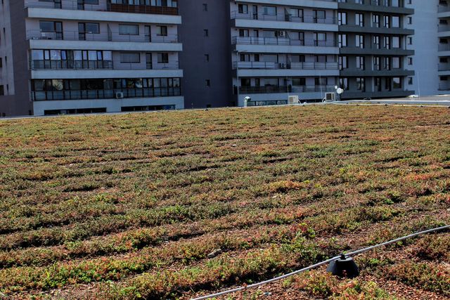 Poze, imagini Sisteme complete de acoperișuri si terase verzi intensive ...