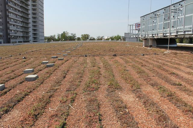 Poze, imagini Sisteme complete de acoperișuri si terase verzi intensive ...