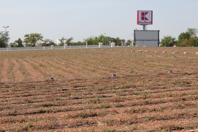 Poze, imagini Sisteme complete de acoperișuri si terase verzi intensive ...