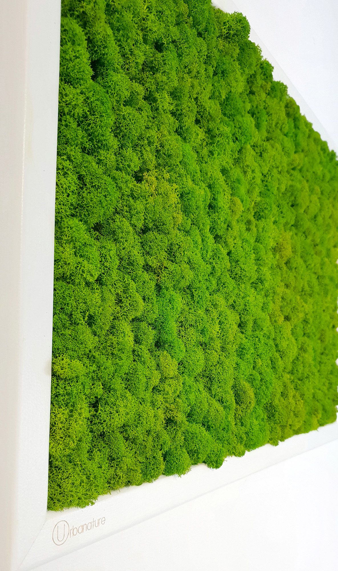 Poze, imagini Tablouri cu licheni si muschi decorativi Urbanature