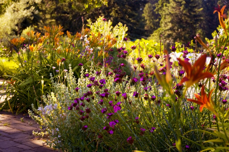 Grădina de tip mediteranean – o explozie de culori și arome