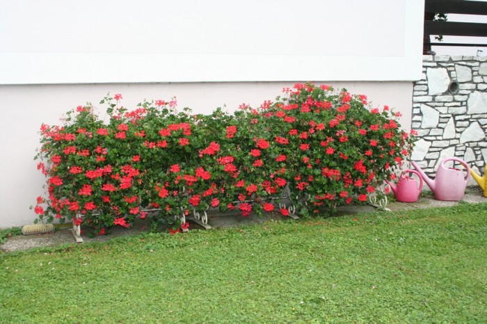 Plantele din luna mai: afla care sunt si cum le ingrijesti