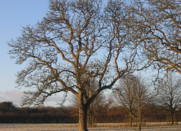 Ingrijiri de toamna pentru copacii din gradina